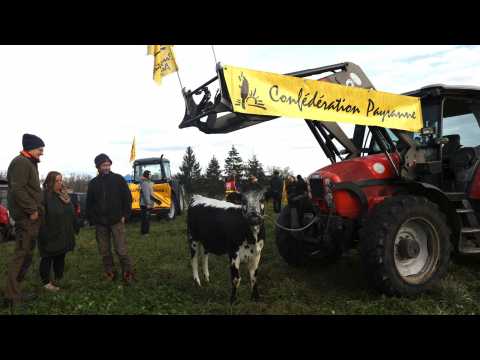 Spectre de la dermatose nodulaire en Alsace : « Mes vaches, il ne faut ...