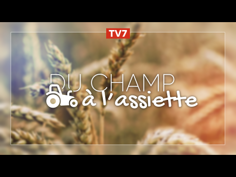 Du Champ à l'Assiette | Les escargots